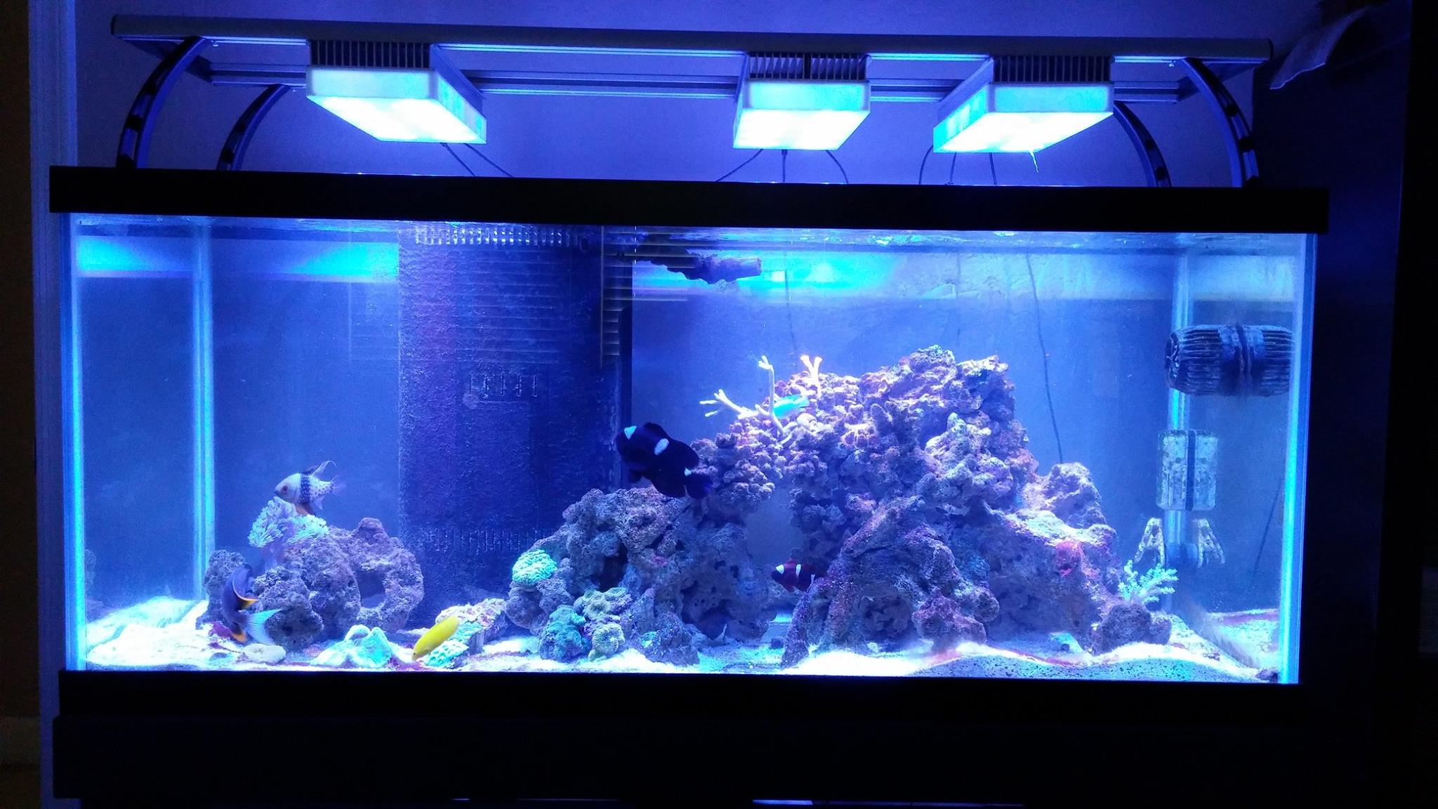 How to Pick Fish for Your Tank – Fish Tank Fan