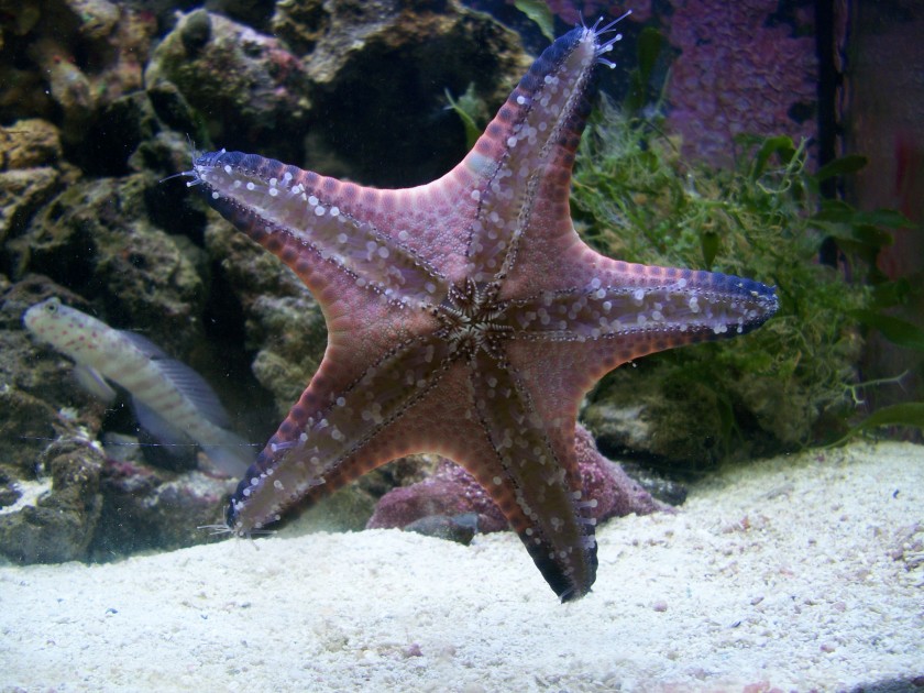 How Do I Care for a Chocolate Chip Star Fish? – Fish Tank Fan